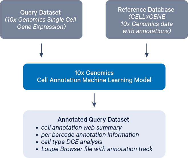 Cell Annotation Pipeline | 10x Genomics